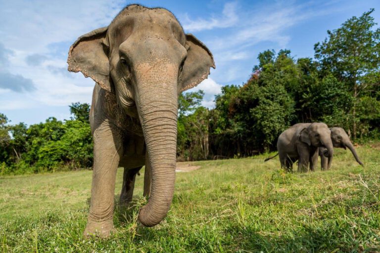Elephant Sanctuary in Koh Samui - Rescued and Care of Elephants