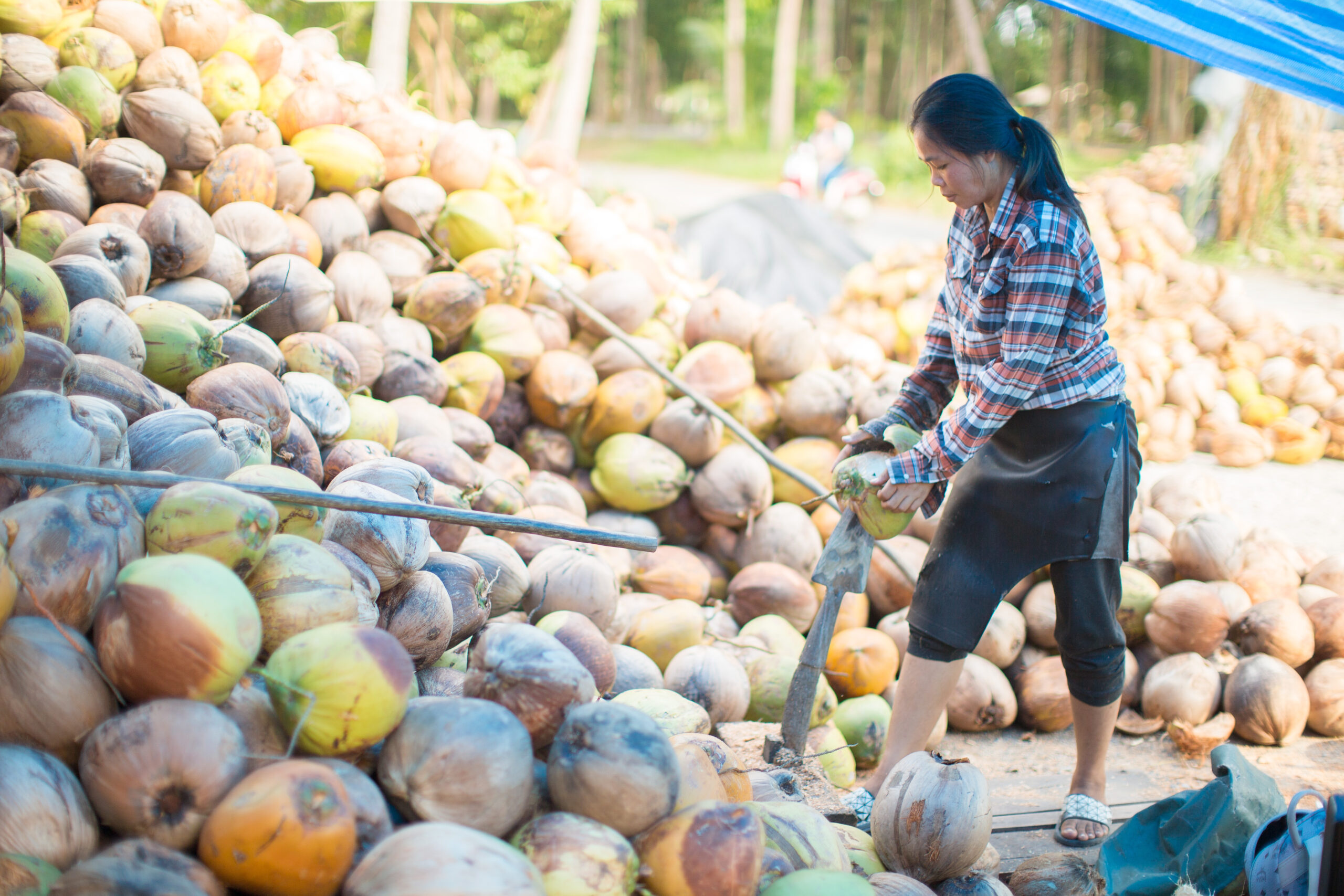 Create a Unique Experience at "Coconut Museum in Koh Samui" - Smile ...